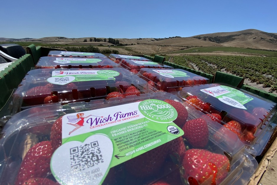 Reflecting on the growth of the organic berry business