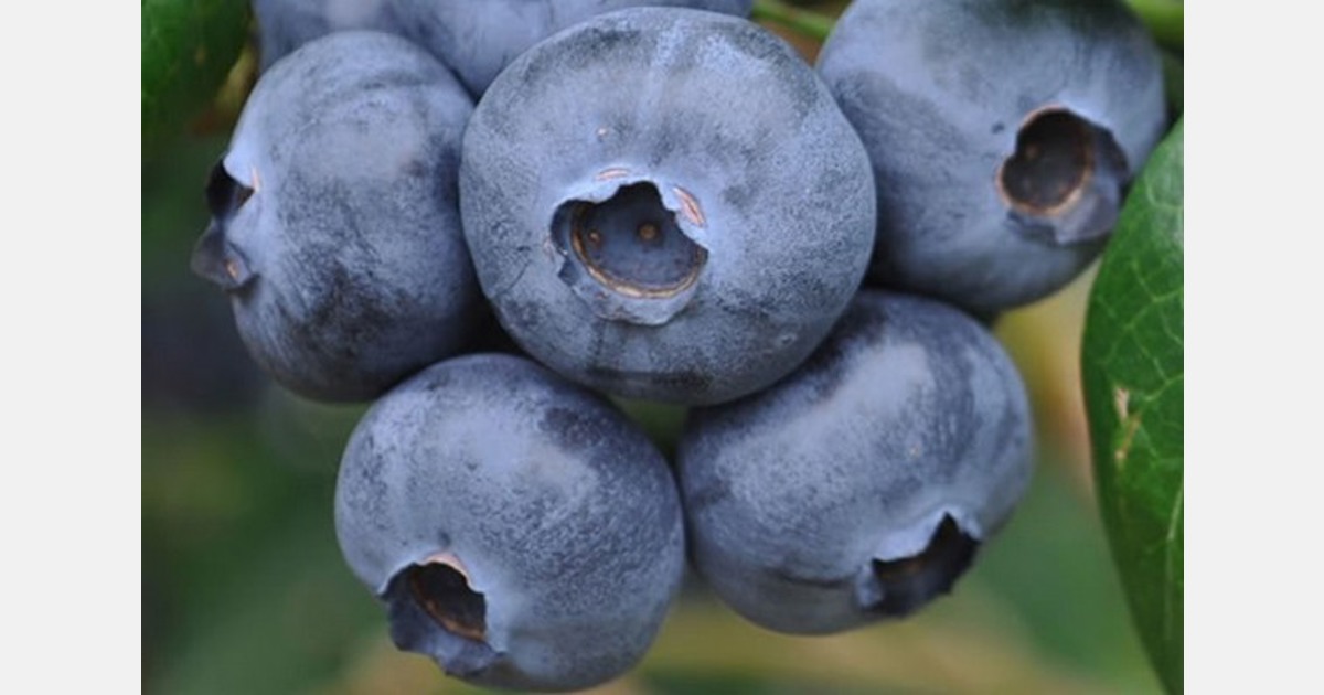 U.S. still stands as the largest blueberry producer globally