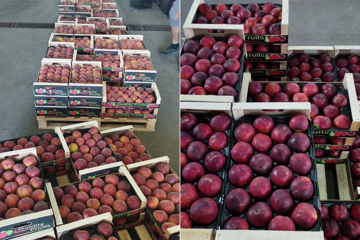 FreshPlaza: Good volumes, but lower demand for Greek peaches and ...
