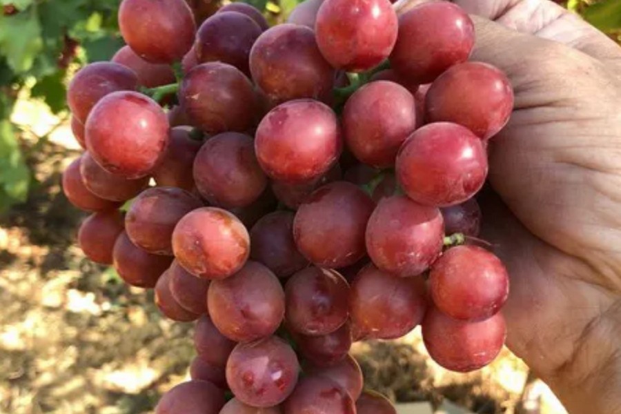 Retailers transitioning to Mexican and Coachella grapes