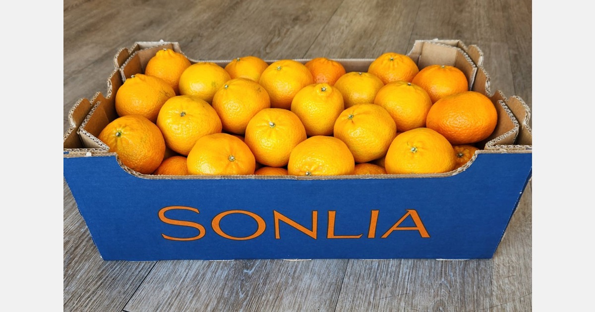 Soft citrus shift in the Cape to avoid clash with late mandarins