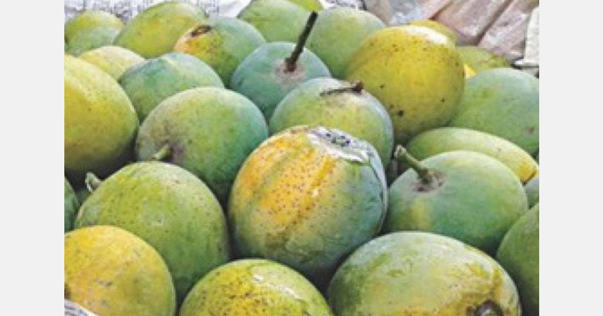 Malda's mangoes and litchis set for European and Middle Eastern markets