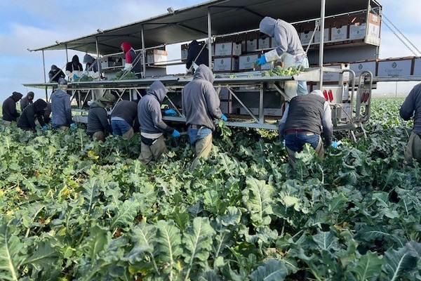 Stronger pricing on California cauliflower and broccoli prices may pick ...