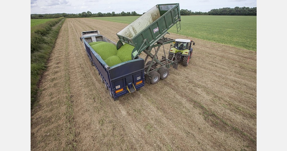 "Peas are very versatile, not expensive and have no waste”