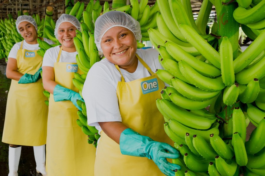 Banana sustainability strategy to be unveiled in Monterey