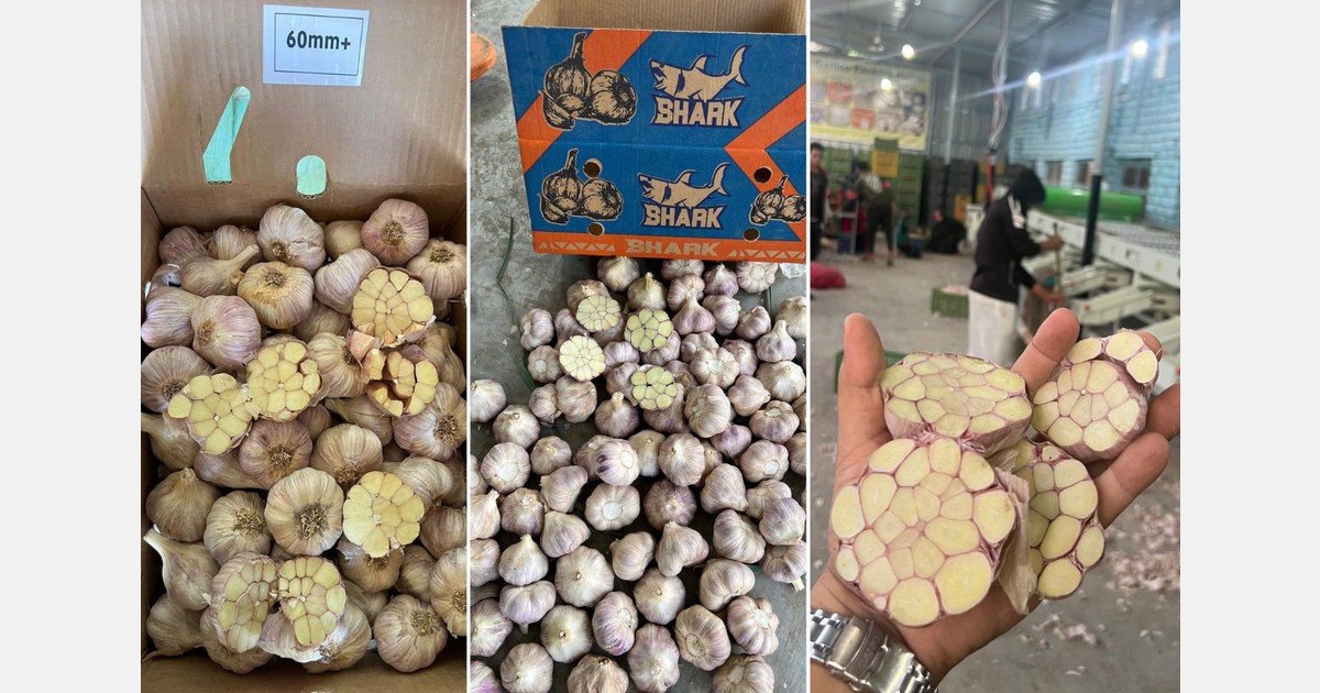 Egyptian garlic's prices are set to rise again
