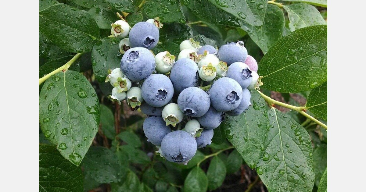 New Jersey blueberry season starts a week early