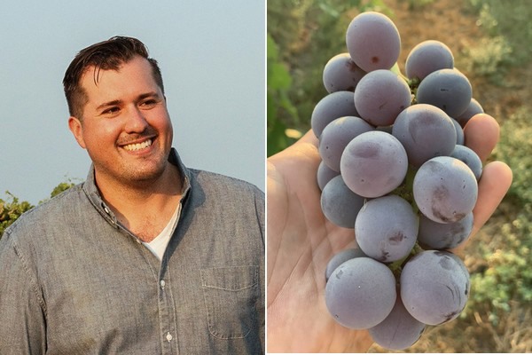 California grape season begins with the introduction of new specialty ...