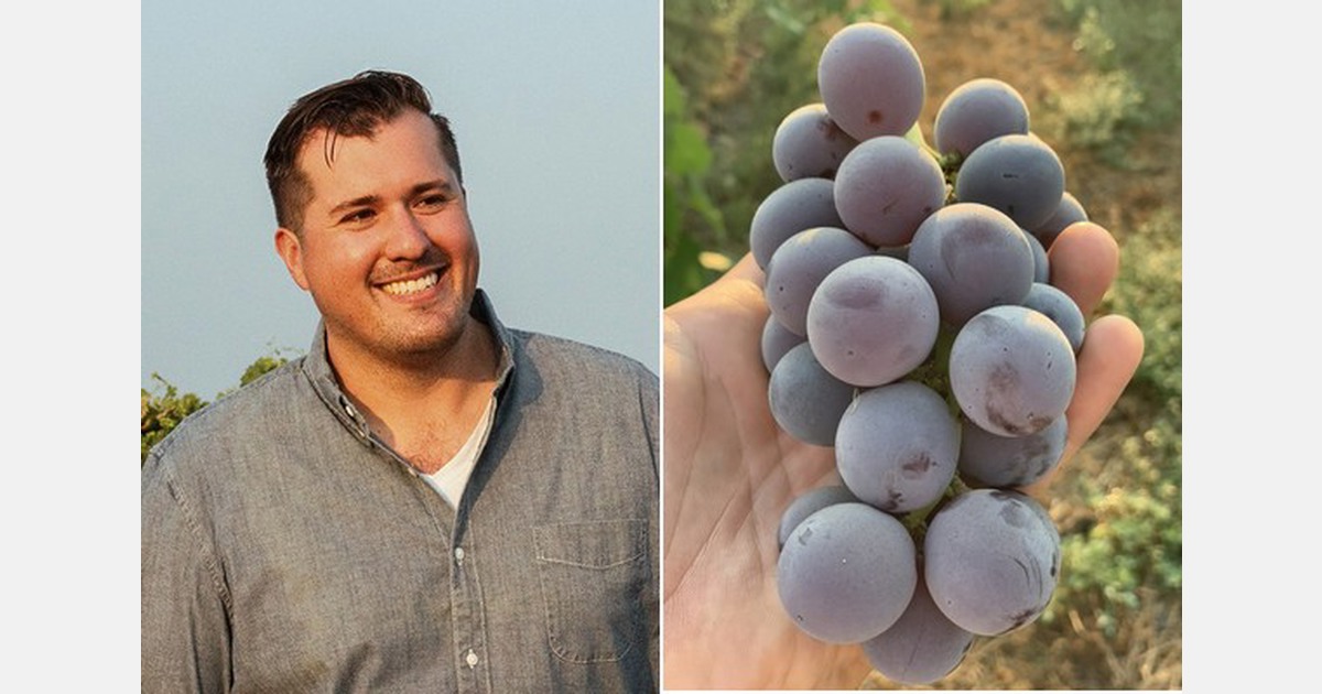 California grape season begins with the introduction of new specialty ...