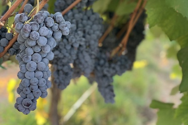 California grape season begins with the introduction of new specialty ...