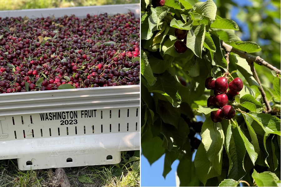 Second cherry packing line increases capacity and packaging options