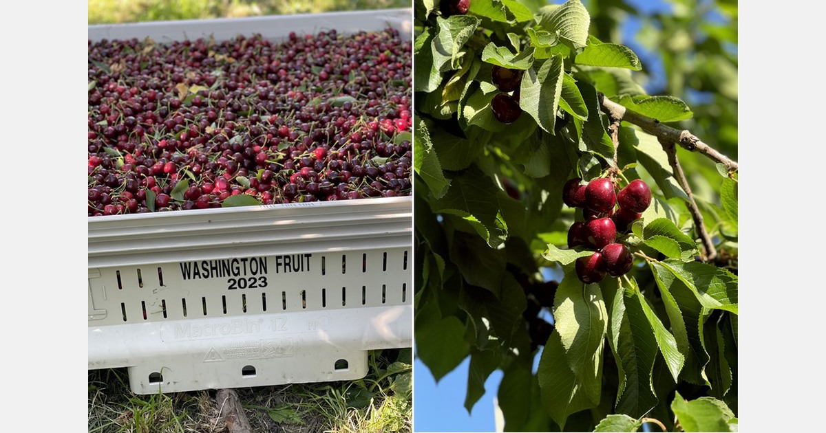 Second cherry packing line increases capacity and packaging options