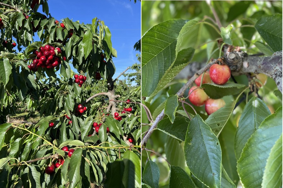 Second cherry packing line increases capacity and packaging options