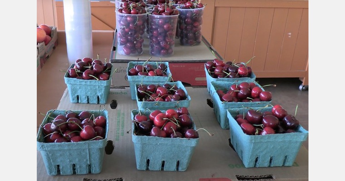 South Okanagan cherries in Canada face potential price hike due to ...