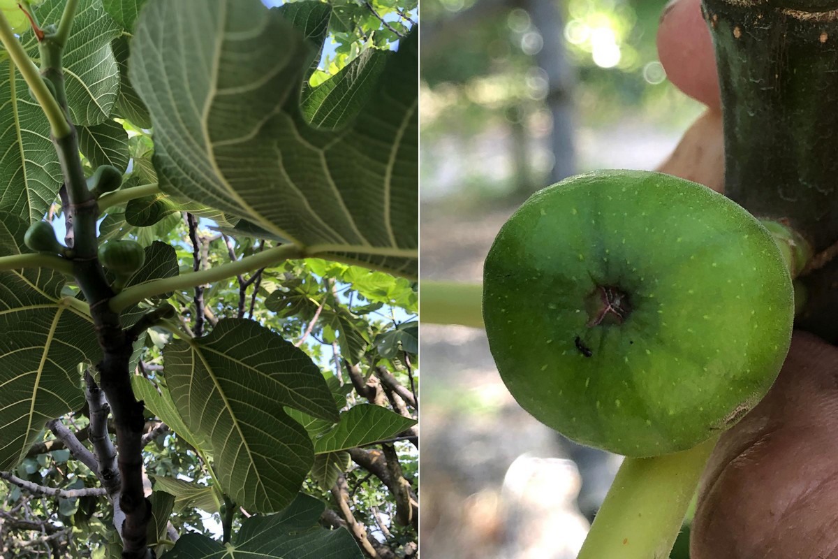 "Early harvest for Black Bursa figs is beneficial for growers and ...