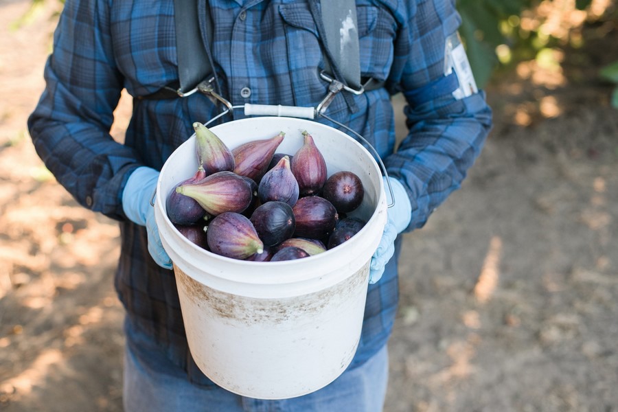 Early start for California’s Breba fig crop