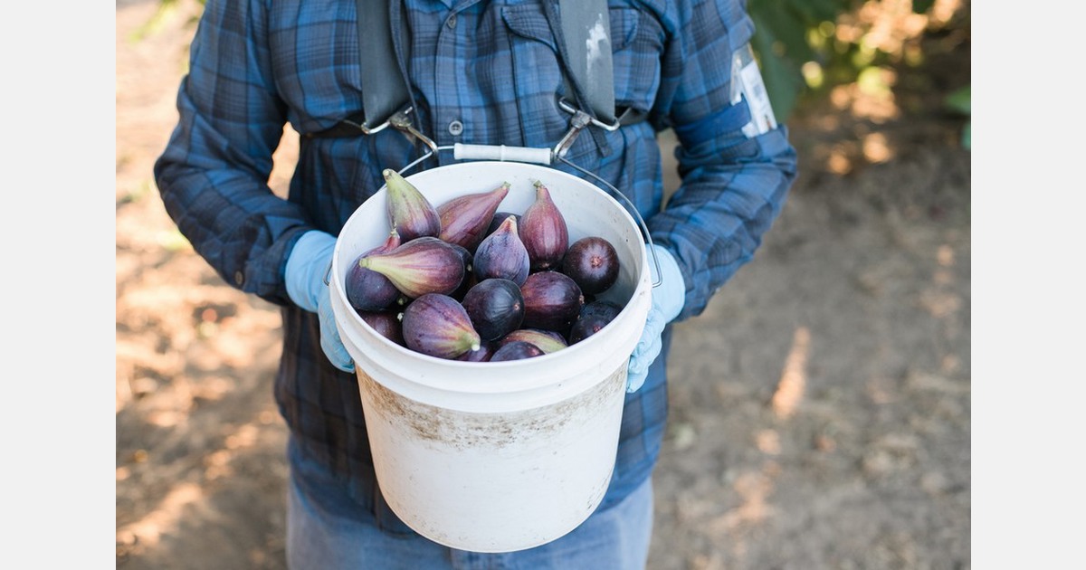 Early start for California’s Breba fig crop