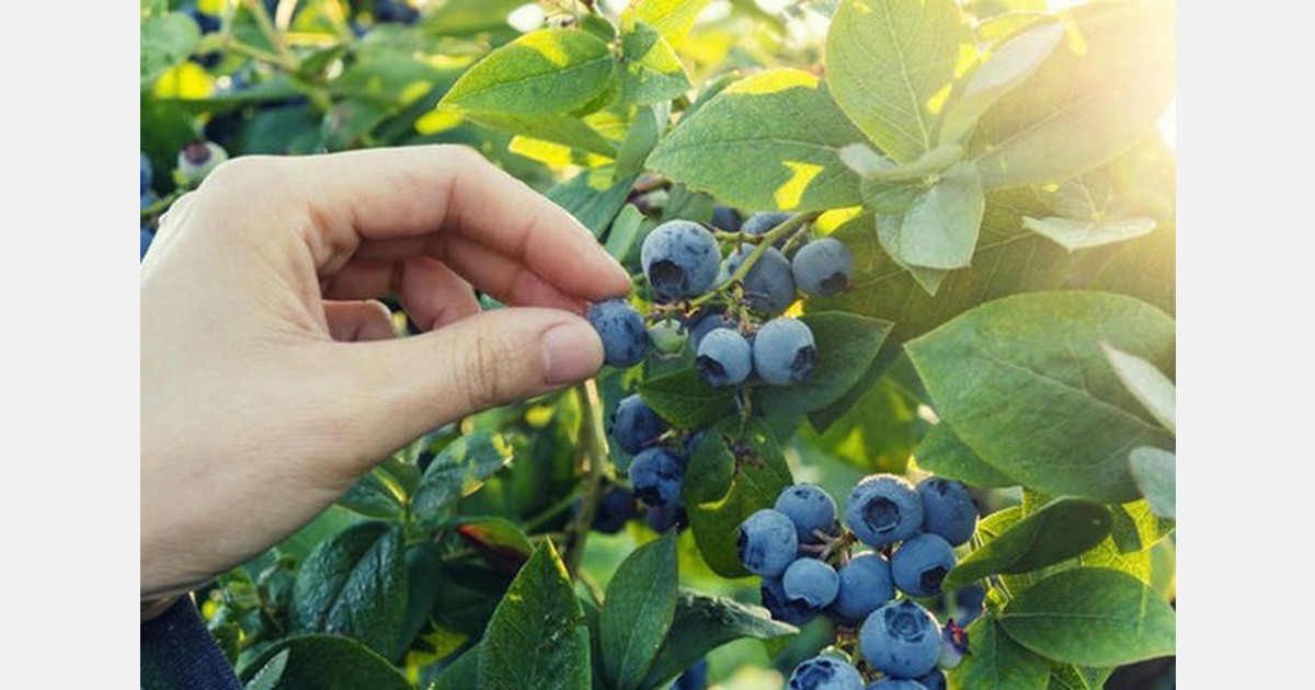 Bay Blueberries shares security tips to prevent blueberry theft