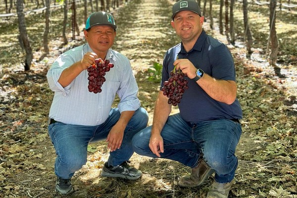Table grape grower extends grape program into California