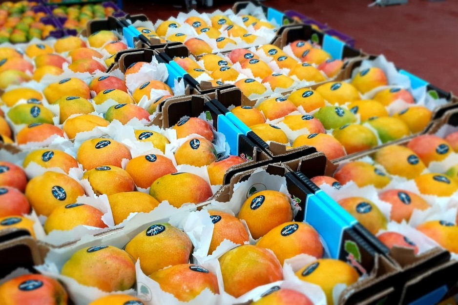 “Israel’s mango harvest volumes expected to be higher in 2024 season”