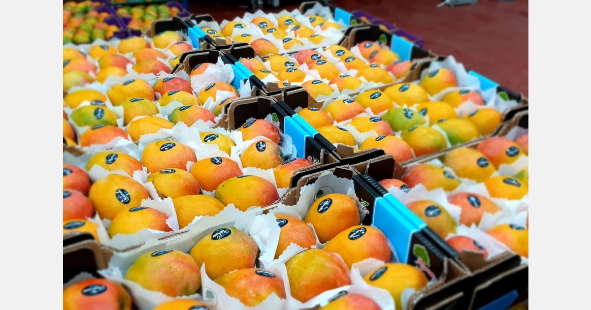 “Israel’s mango harvest volumes expected to be higher in 2024 season”