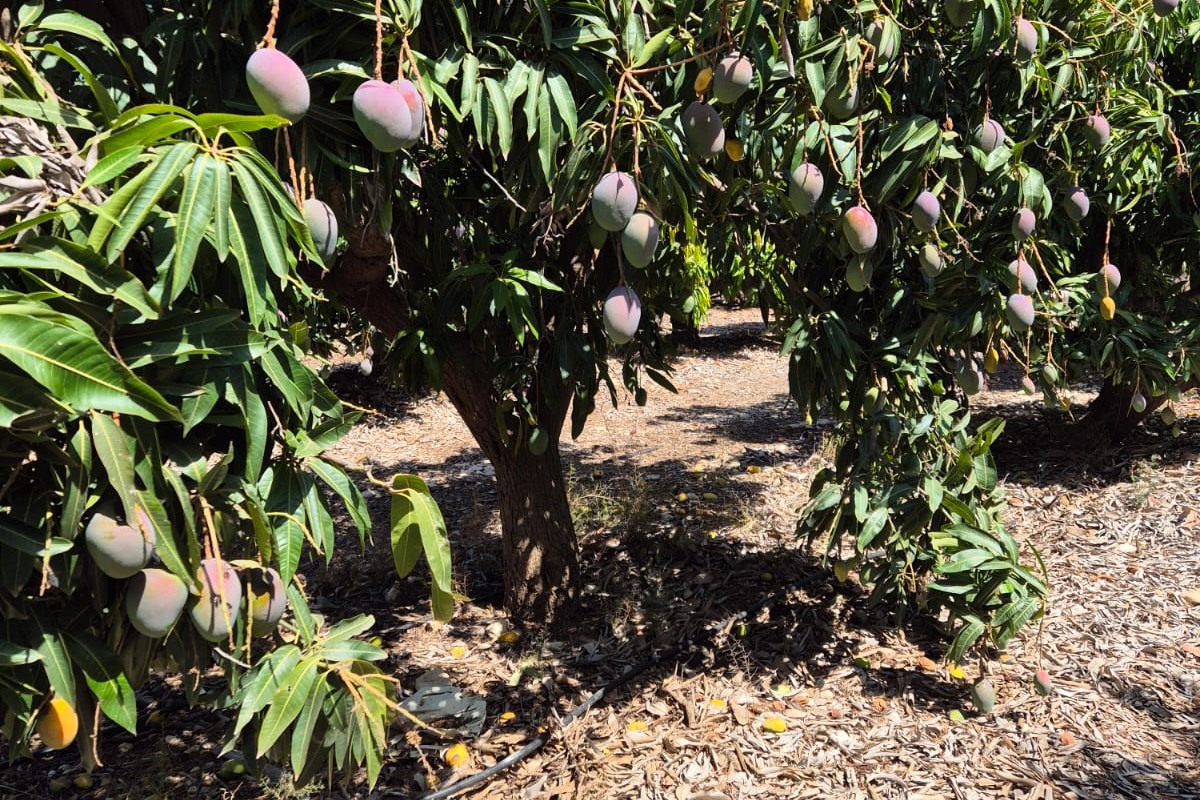 “Israel’s mango harvest volumes expected to be higher in 2024 season”