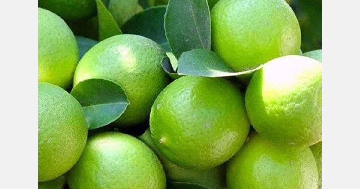 Fresh lemon exports from Peru show growth in the first quarter of 2024