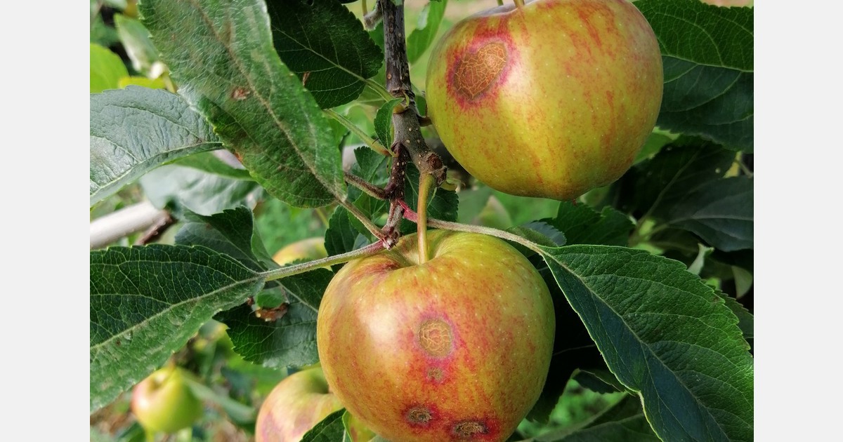 Funding awarded for sustainable horticultural crop protection trials in UK