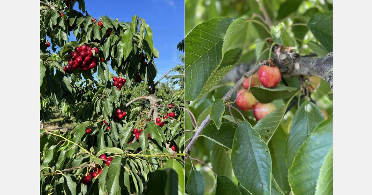 OPS coincides with peak cherry season