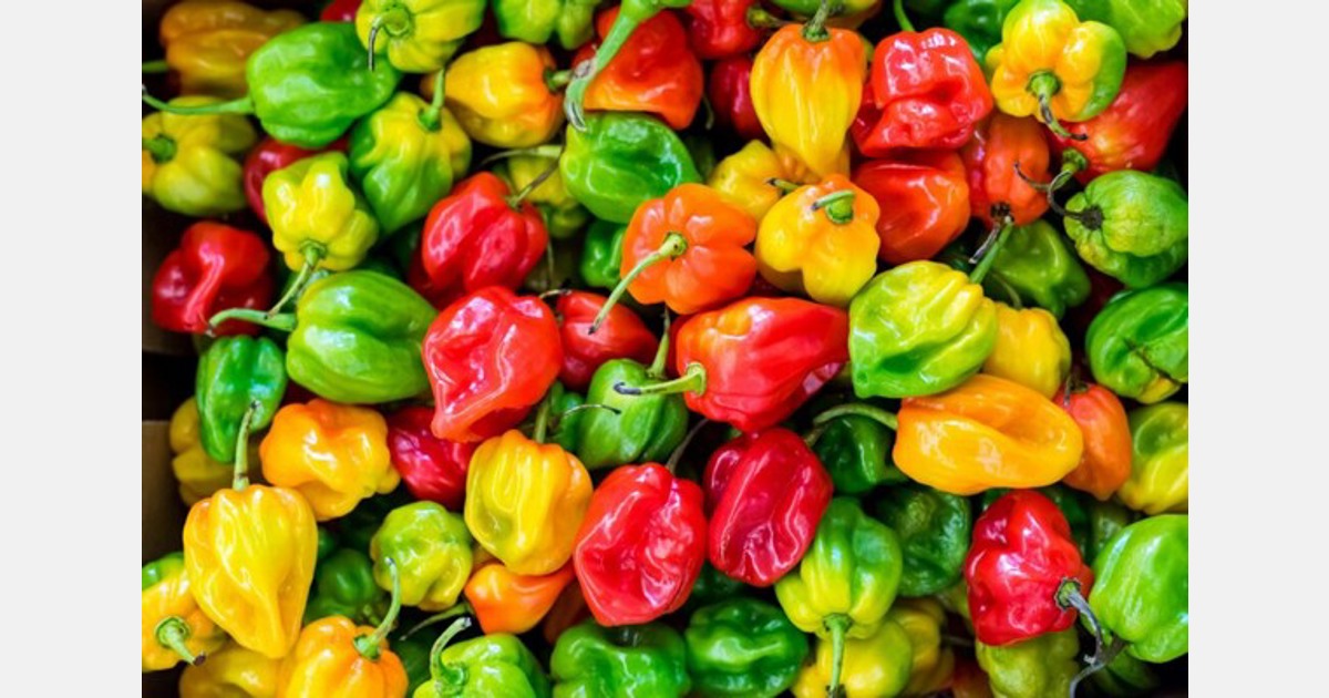 Pepper prices surge in Ghana