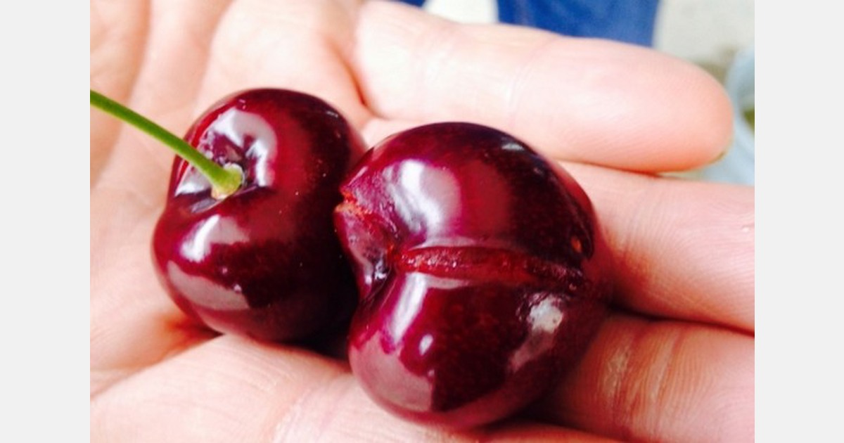 Adverse weather leads to cracked cherries in Moldova