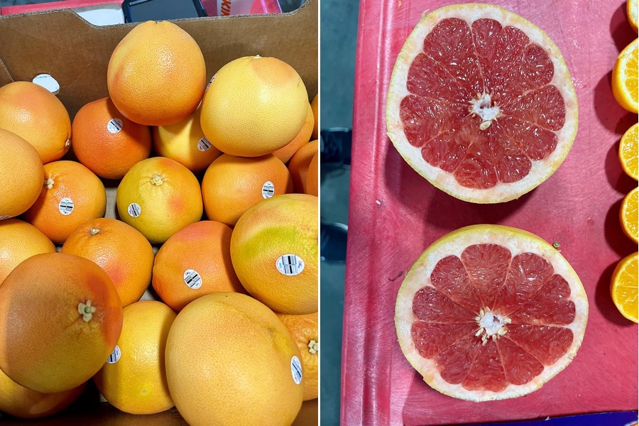 South African Star Ruby Grapefruit offered early