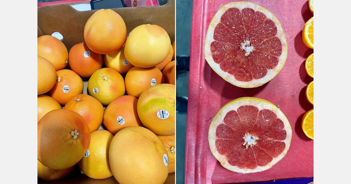 South African Star Ruby Grapefruit offered early