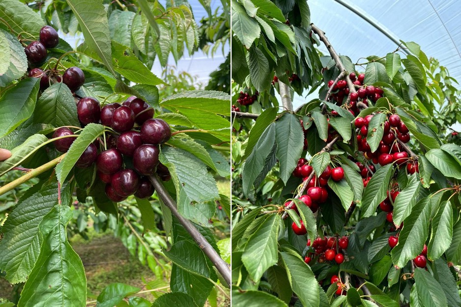 "We are testing different varieties to be able to supply British ...