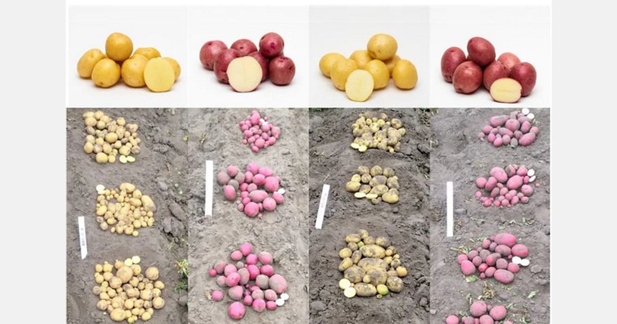 Agricultural breakthrough with true potato seed