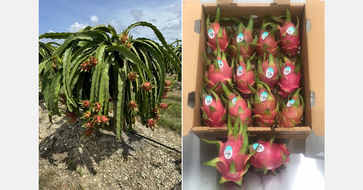 U.S. retailers are very supportive of Florida dragon fruit programs