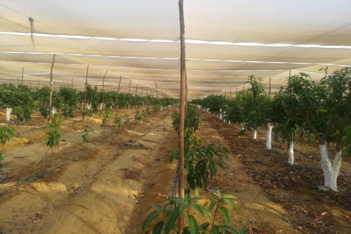 "Egyptian mango production is set to reach new heights this year"