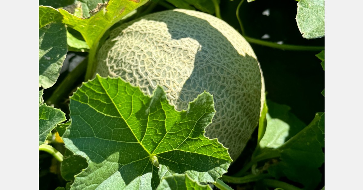 Earlier start in Southeast on local melon deals