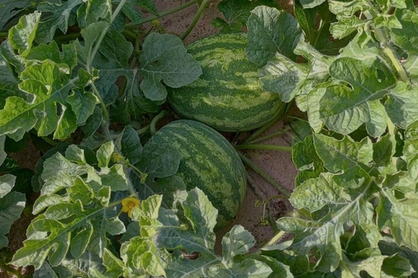 Earlier start in Southeast on local melon deals