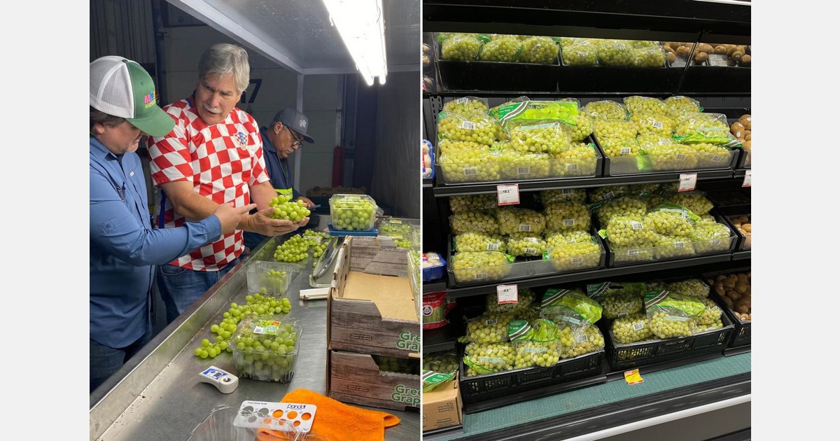 Smooth table grape transition from Sonora to San Joaquin Valley expected