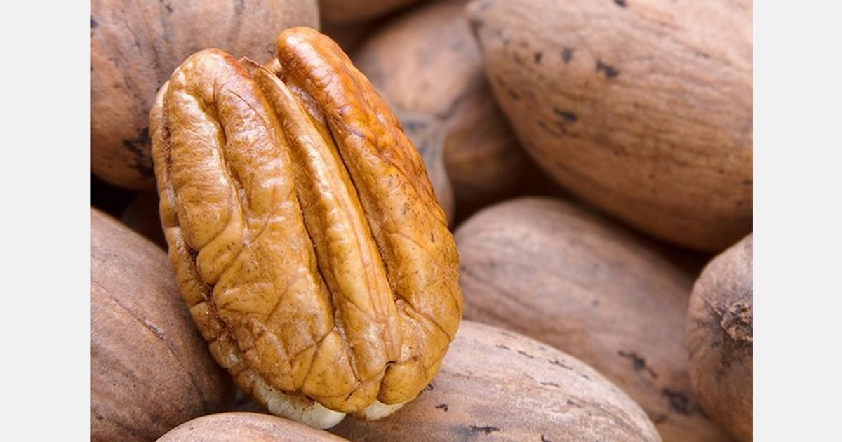 USDA revises pecan standards