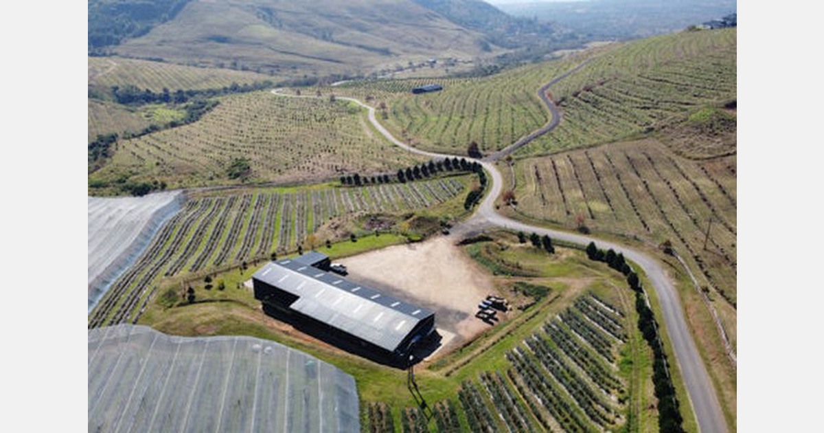 KwaZulu-Natal's largest commercial berry farm heads to auction