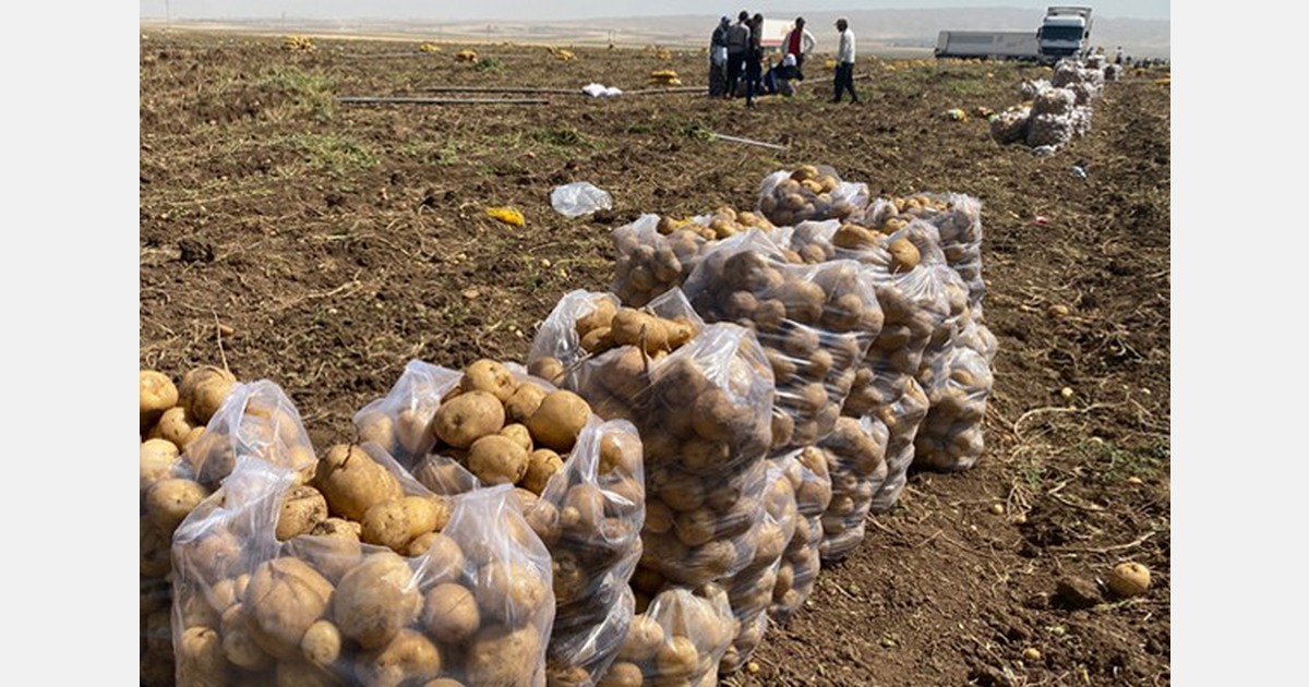 New potato seed boosts hopes for farmers in Duhok, Iraq