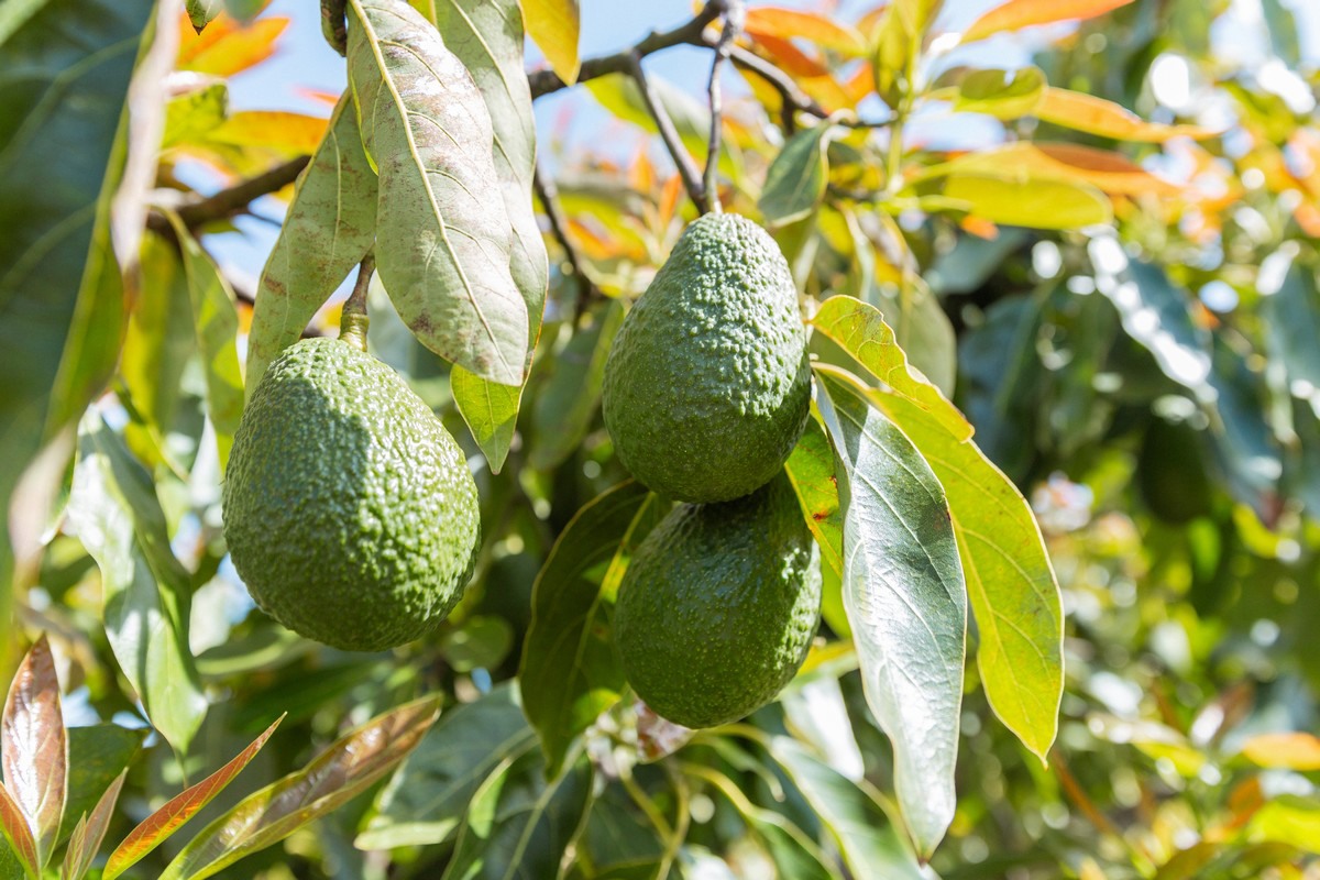 Organic avocado program expands