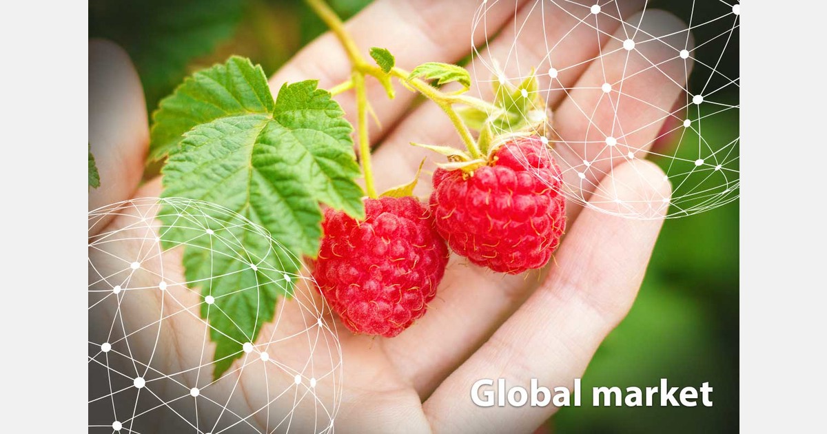 GLOBAL MARKET OVERVIEW RASPBERRIES