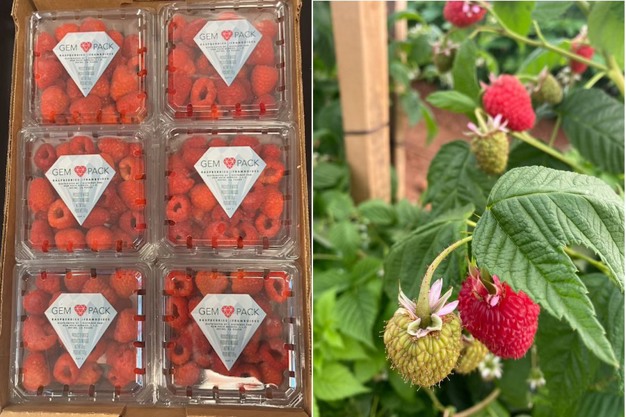 Greater raspberry volume expected for the 4th of July