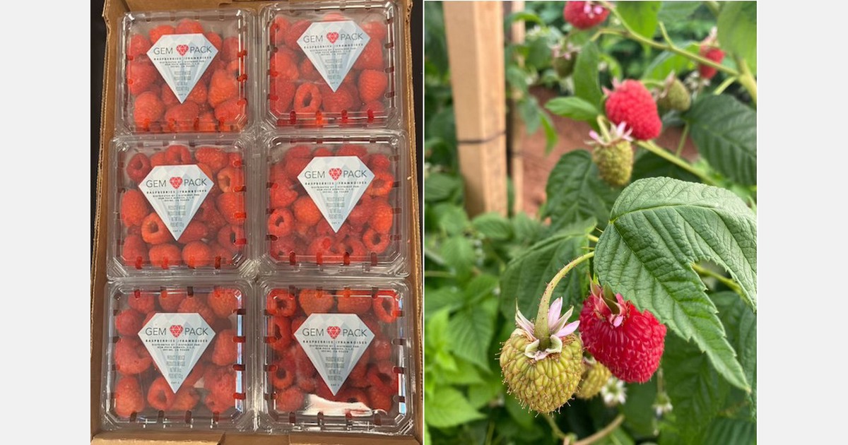 Greater raspberry volume expected for the 4th of July