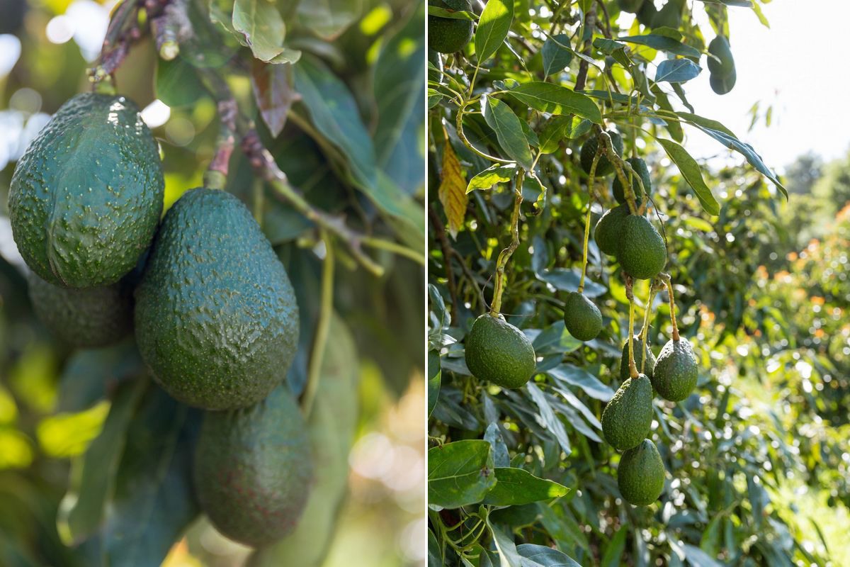 Organic avocado program expands