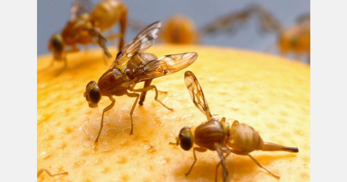 More affordable fruit and vegetables on the way as construction starts ...