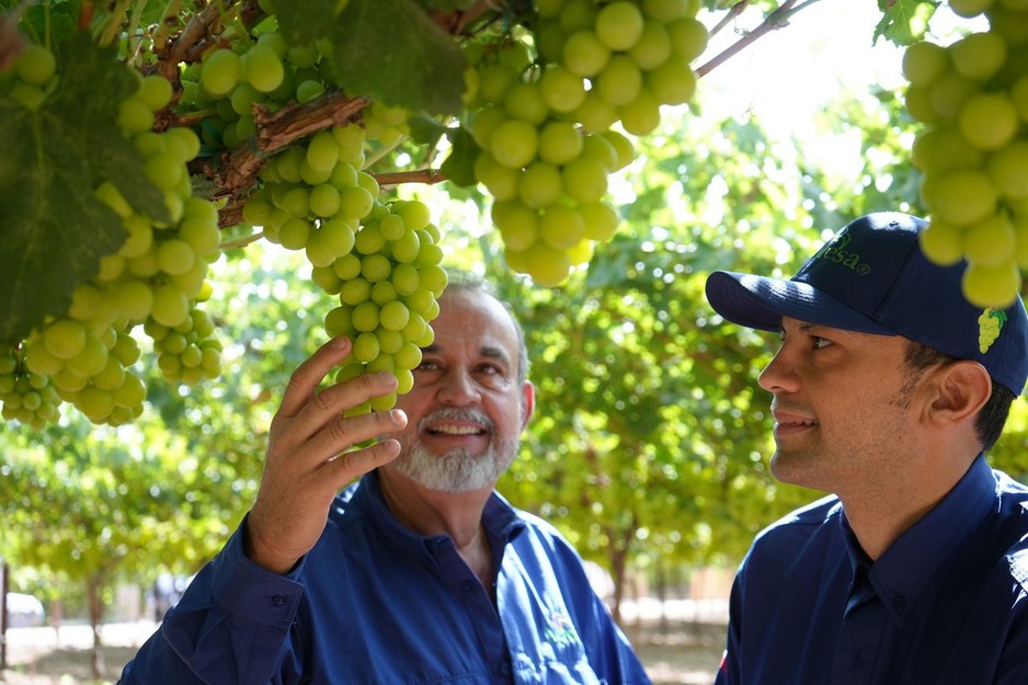 “We need to step up our game and grow better grape varieties in Sonora”
